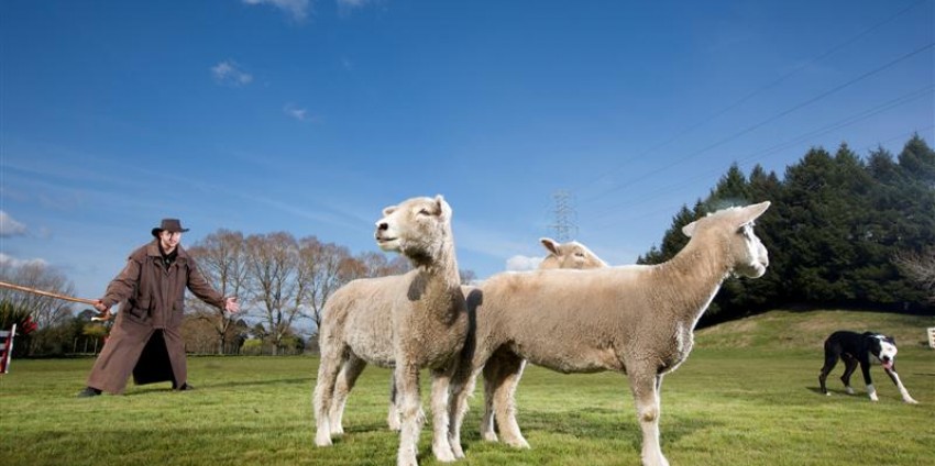 Farm Tour & Agrodome Sheep Show, Rotorua - Everything New Zealand