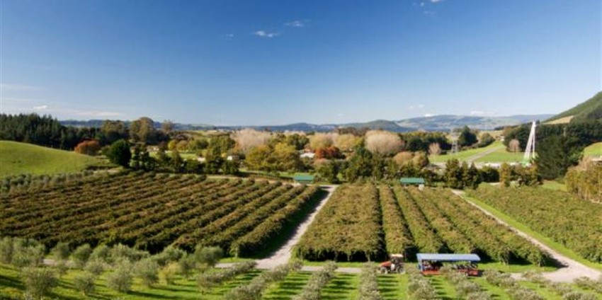 Farm Tour & Agrodome Sheep Show, Rotorua - Everything New Zealand