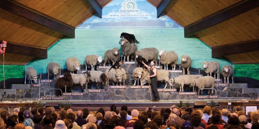 Farm Tour & Agrodome Sheep Show, Rotorua - Everything New Zealand