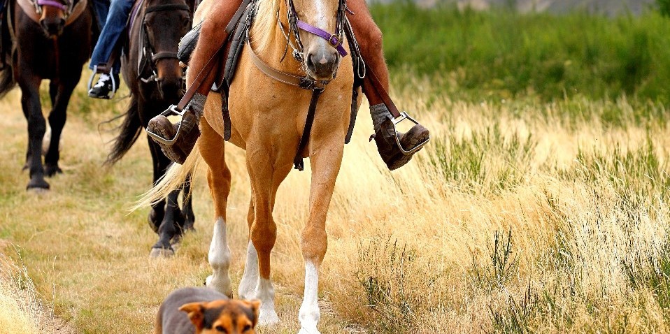 Horse Riding Walter Peak, Queenstown - Everything New Zealand